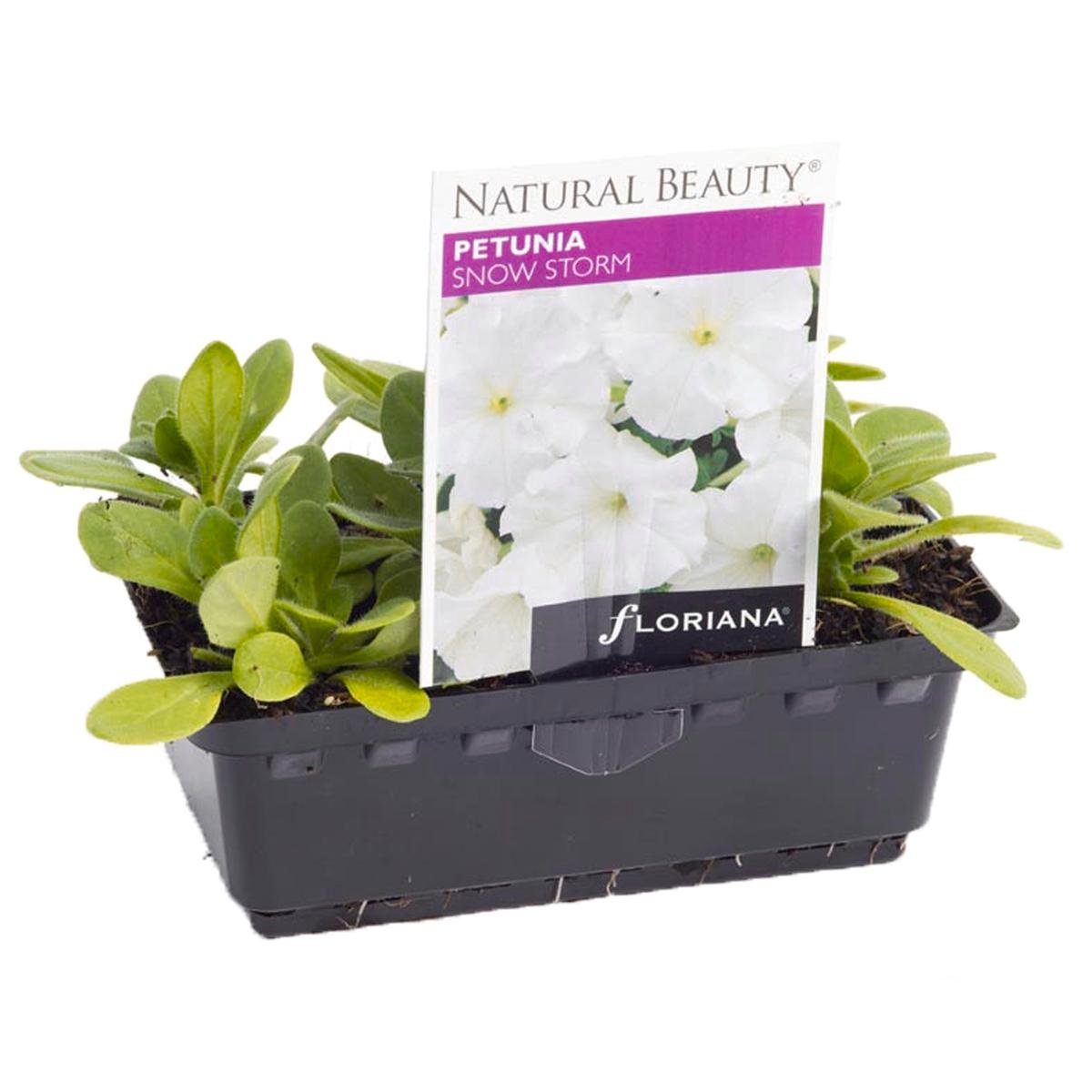 Petunia Snow Storm Punnet - Petunia x hybrida - Bunnings Australia