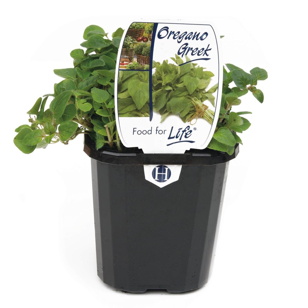 95mm Food for Life Oregano Greek - Origanum vulgare - Bunnings Australia