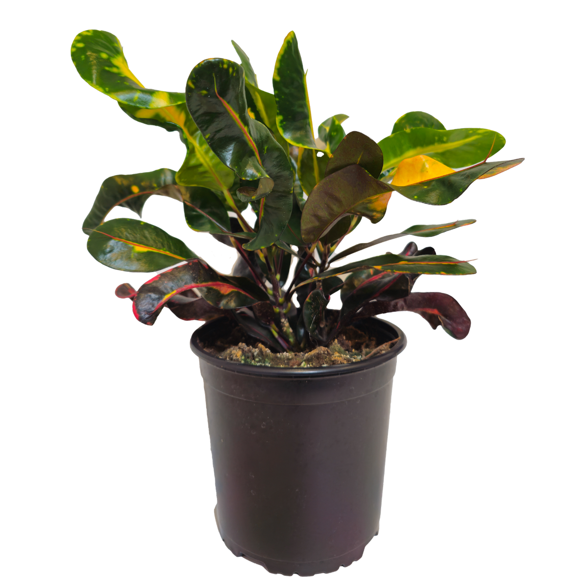 170mm Croton Mammy - Codiaeum variegatum - Bunnings New Zealand