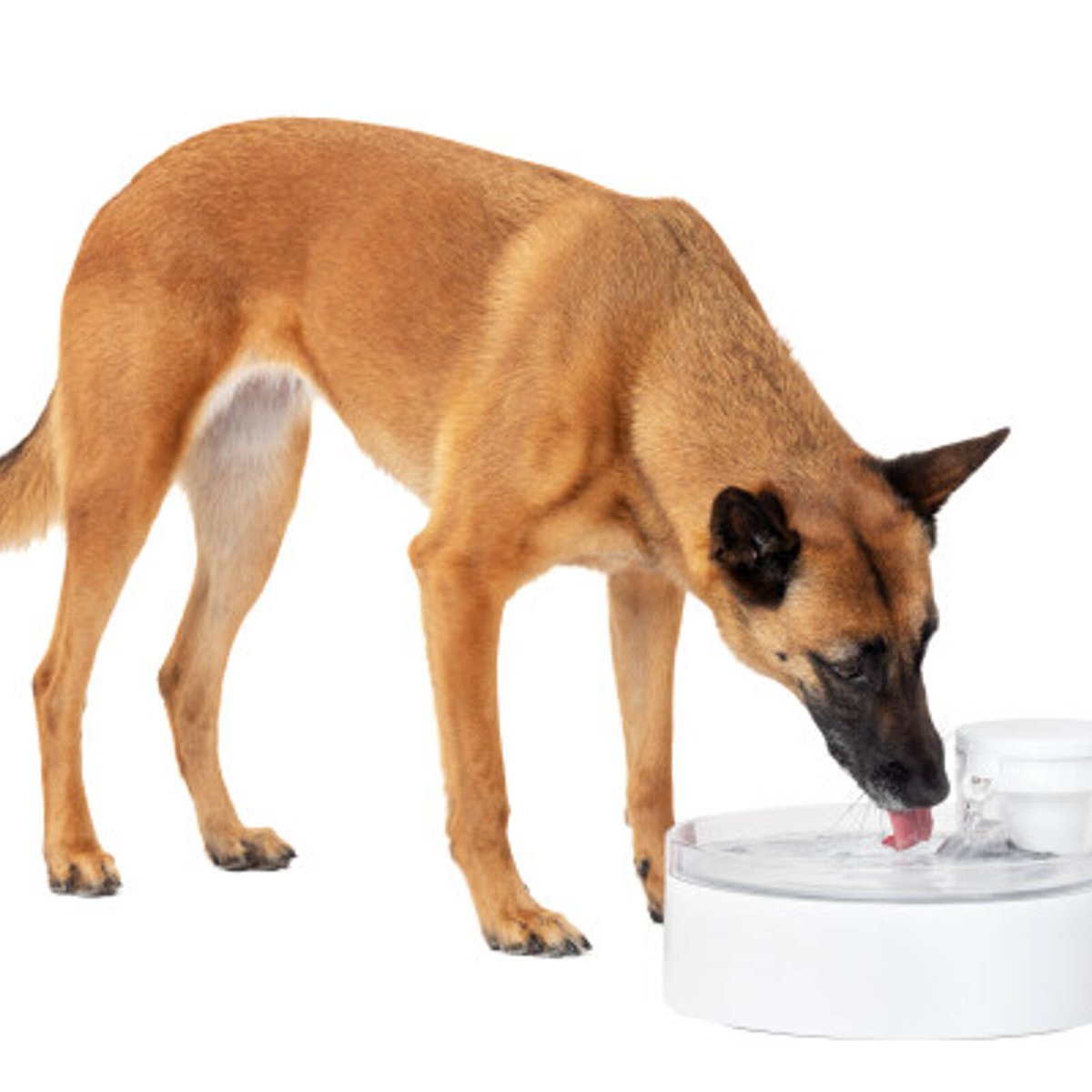 PetSafe® Pet Fountain Outlast™ 3.7 Litre Pumpless Fountain - Bunnings ...