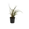 140mm Phormium - Phormium sp. - Bunnings Australia