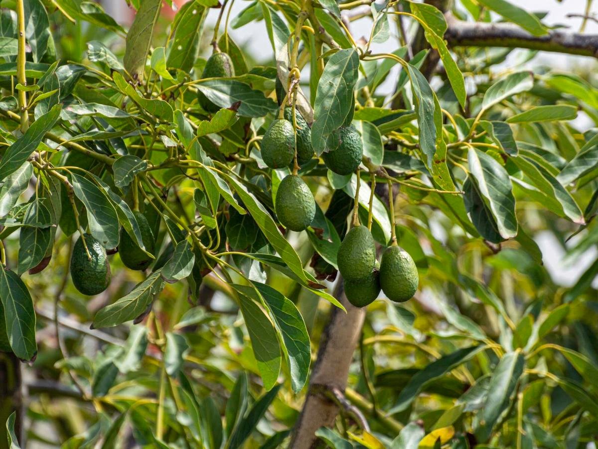 How to Grow and Care for an Avocado Tree - Bunnings Australia