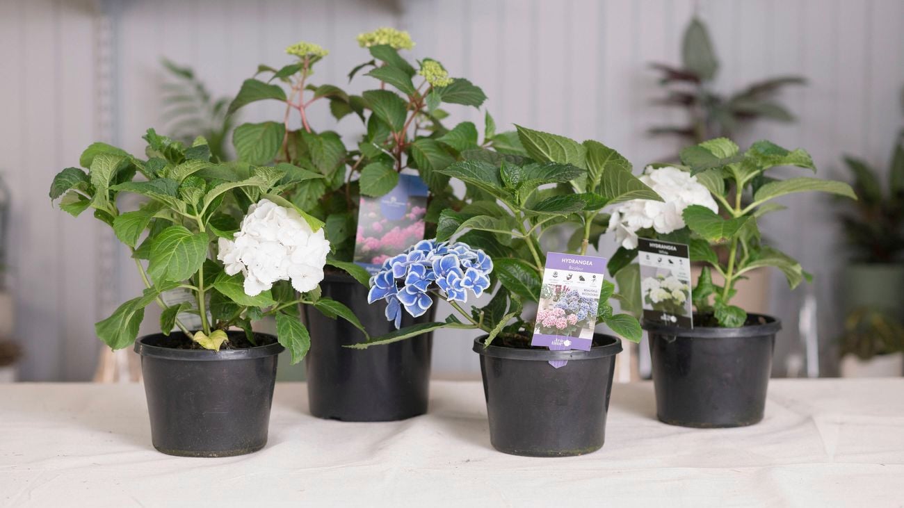 How To Maintain Healthy Hydrangeas - Bunnings Australia