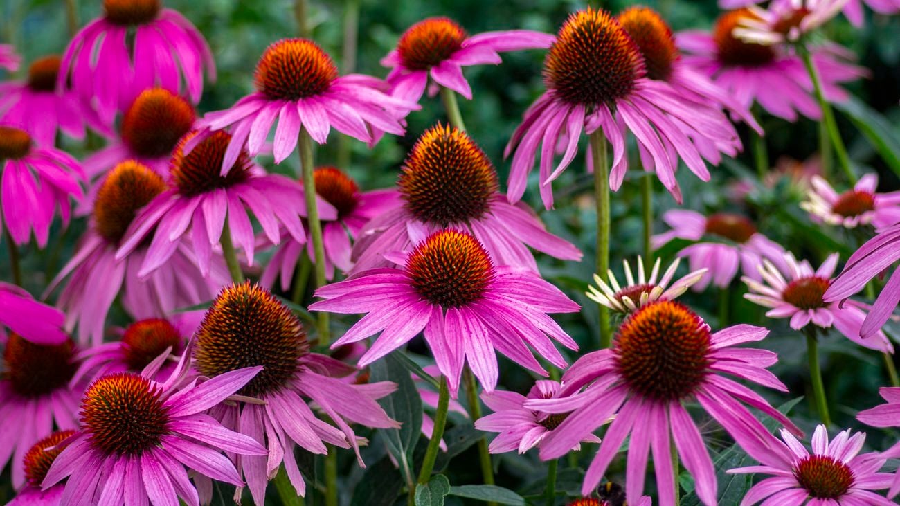 Four Daisy Varieties To Try In Your Garden - Bunnings New Zealand