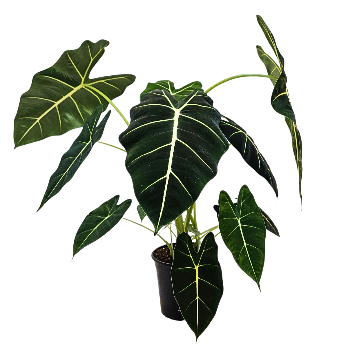 170mm Alocasia Frydek - Alocasia micholitziana - Bunnings New Zealand