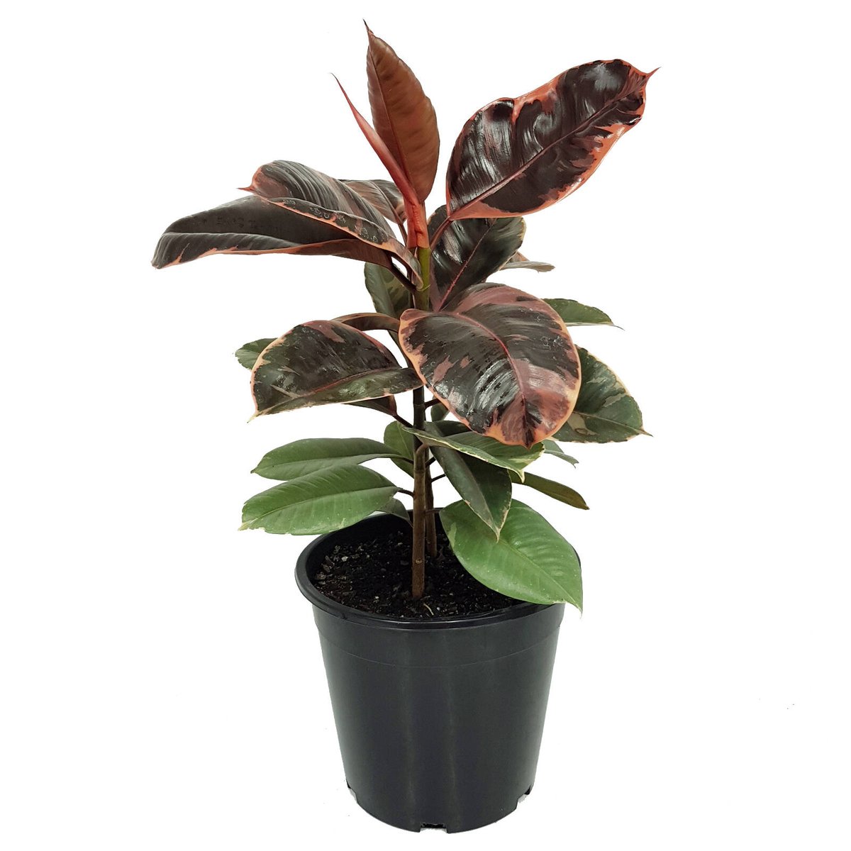 70mm Rubber Tree - Ficus elastica Ruby - Bunnings Australia