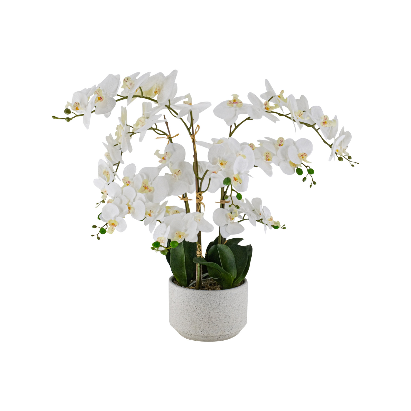 Orchids bunnings store