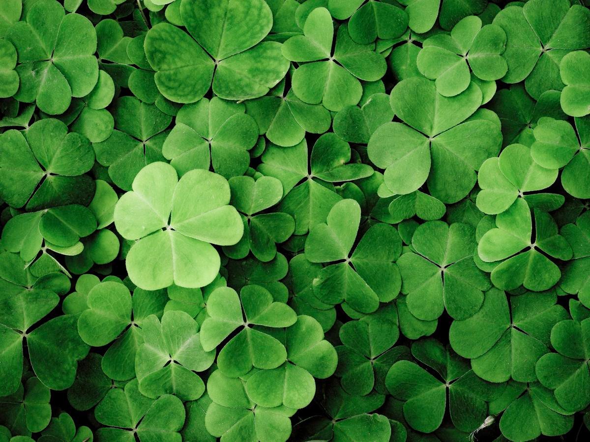 How To Grow And Care For A Shamrock Plant - Bunnings Australia