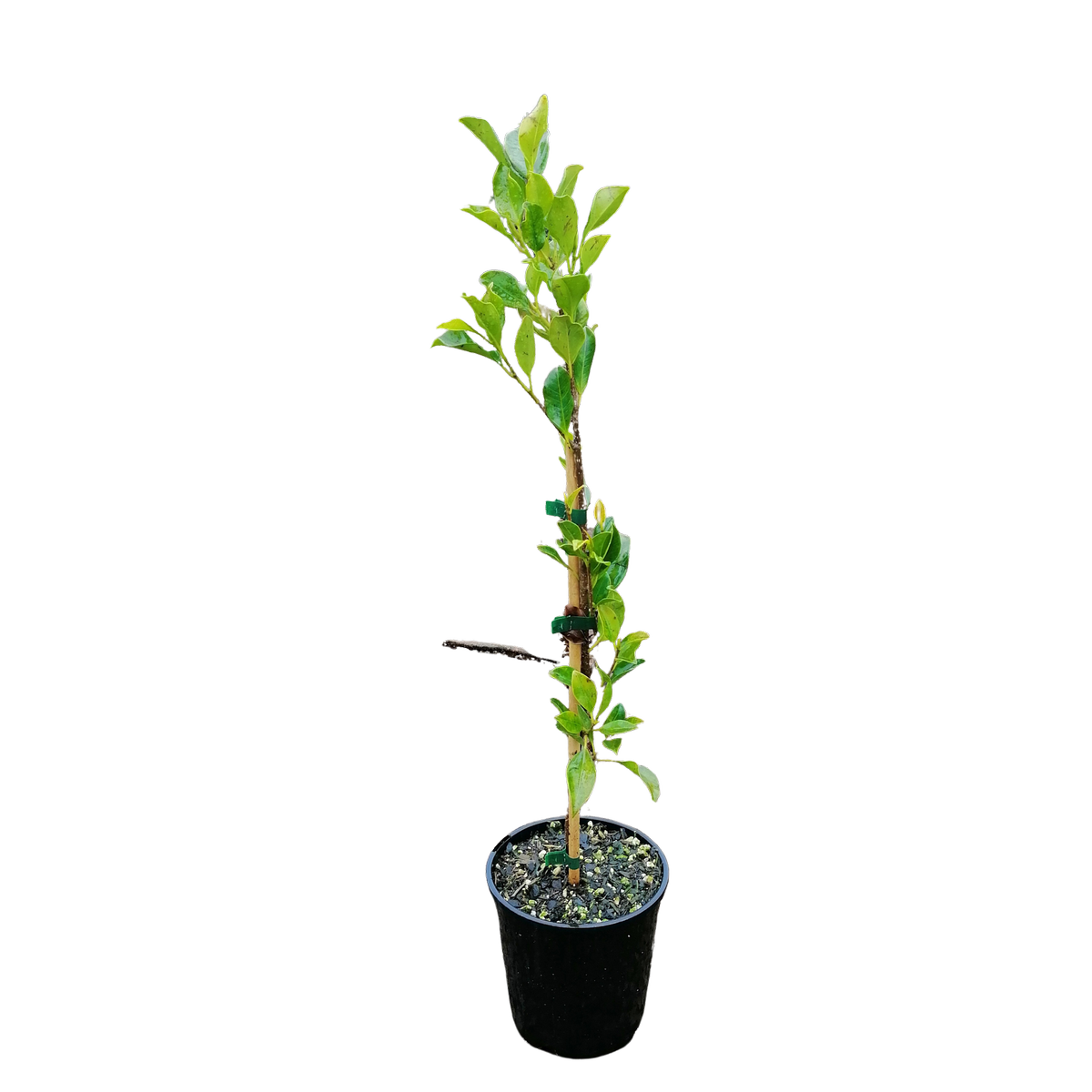 2L Tuffy Fig - Ficus tuffi - Bunnings New Zealand