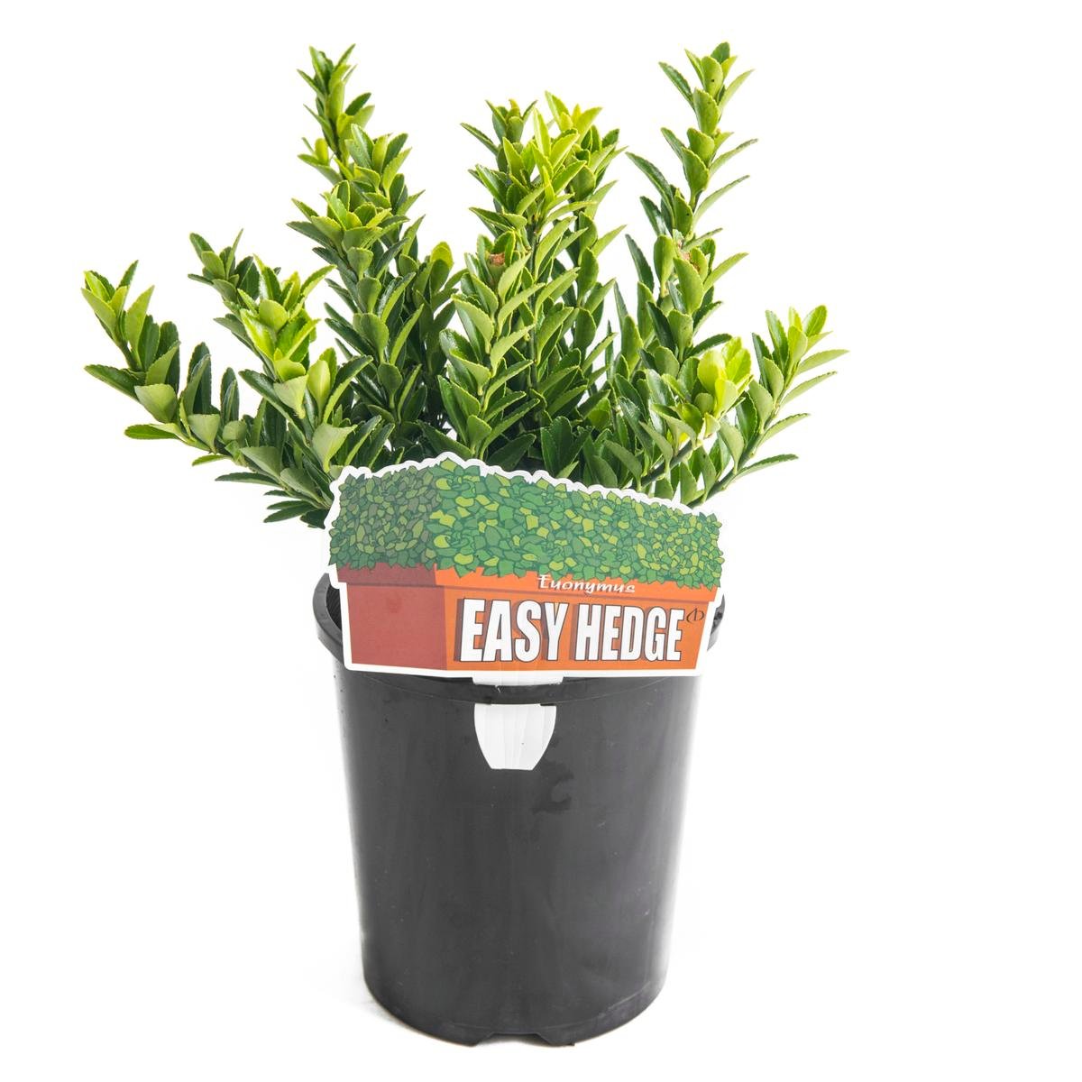 140mm Dwarf Spindal Bush - Euonymus japonicus Easy Hedge - Bunnings ...