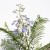270mm Jacaranda - Jacaranda mimosifolia - Bunnings Australia