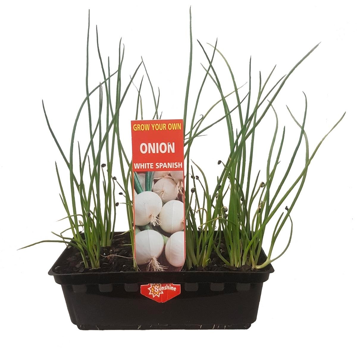 Punnet Onion White Spanish - Grow Your Own Range - Bunnings Australia