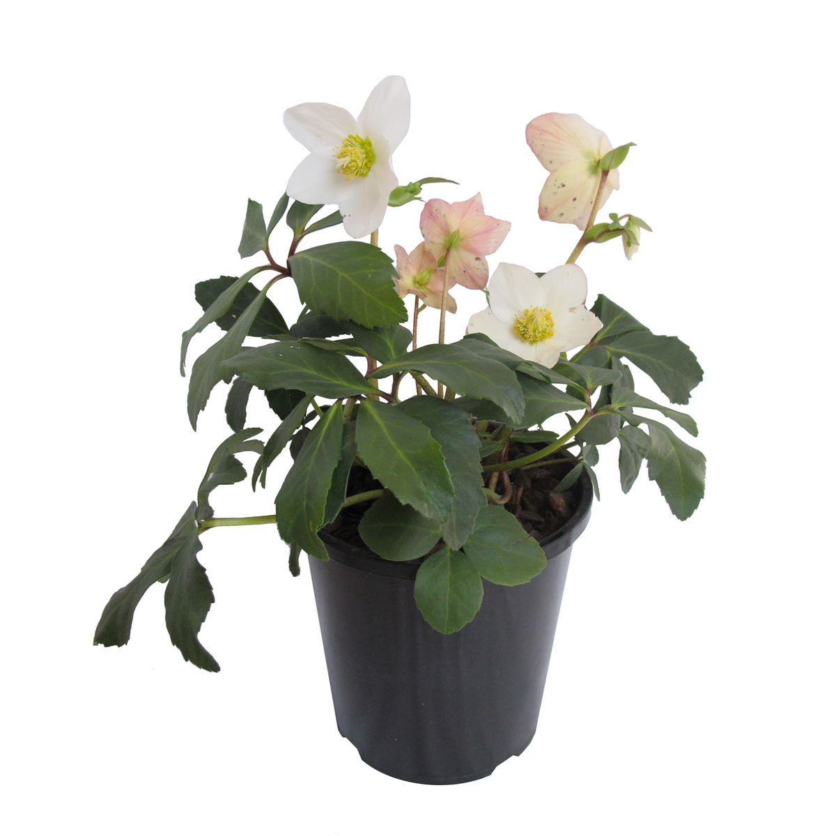 2.4L Helleborus HGC® Jasper - Helleborus niger - Bunnings New Zealand