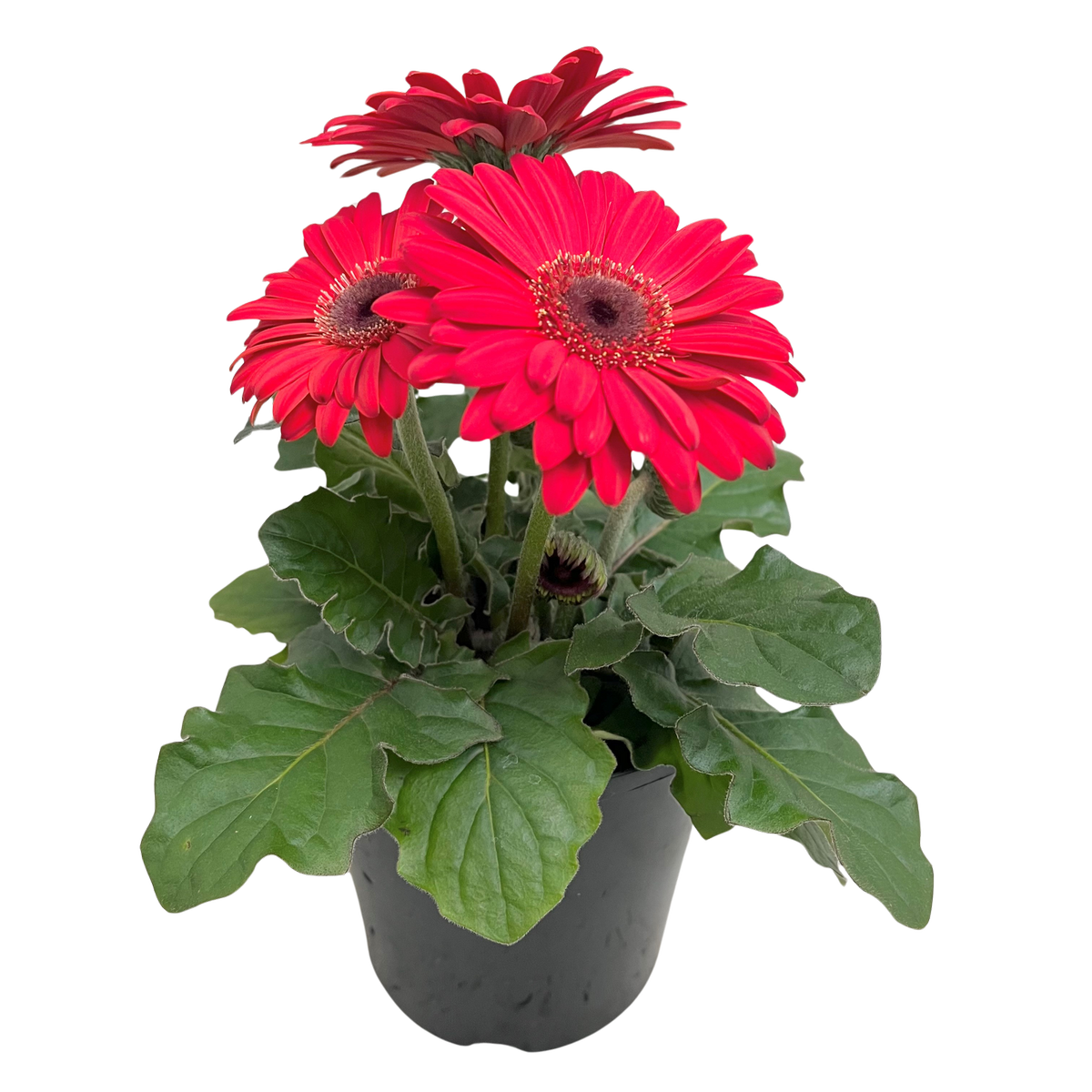 140mm Joybera Red - Gerbera hybrid - Bunnings Australia