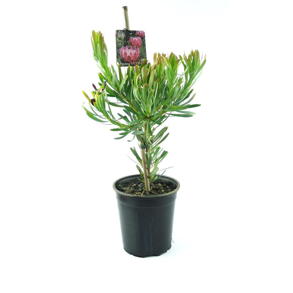 350mm Protea Venus - Protea repens x aristata - Bunnings New Zealand