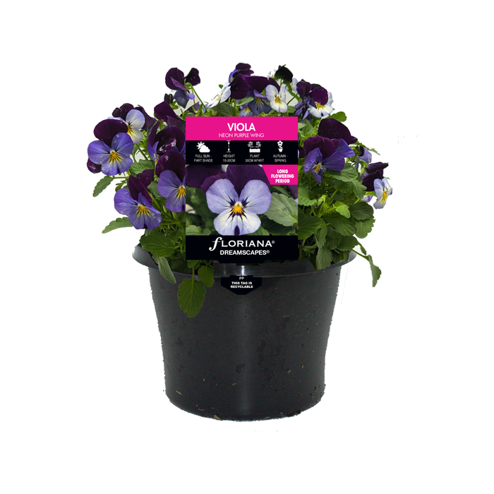 180mm Viola Neon Purple Wing - Viola cornuta - Bunnings Australia