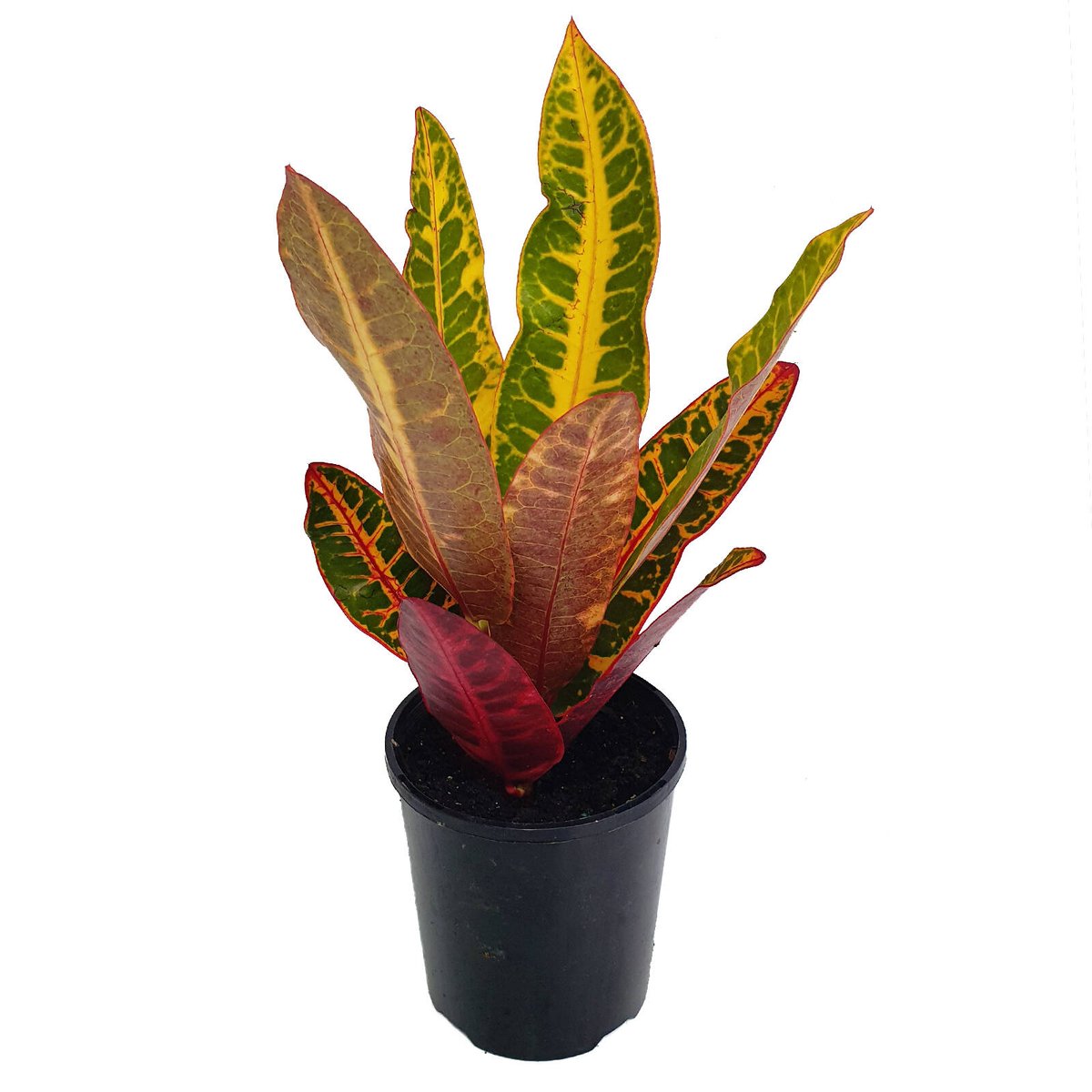 125mm Congo - Croton Codiaeum variegatum - Bunnings Australia