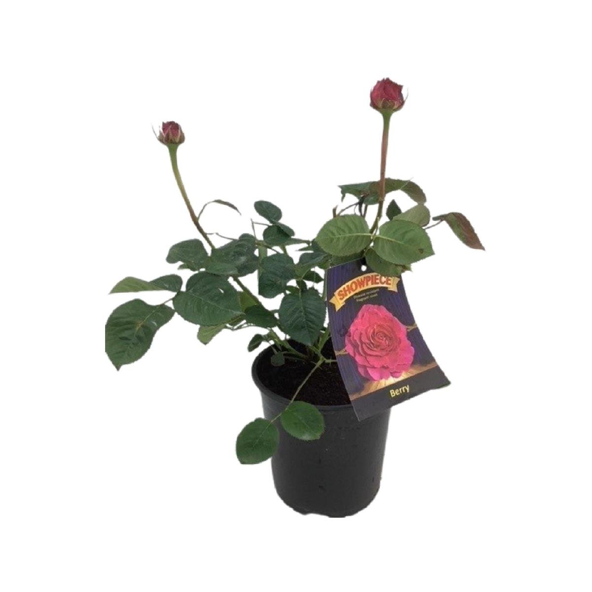 2.5L Showpiece Berry Rose - Rosa - Bunnings New Zealand