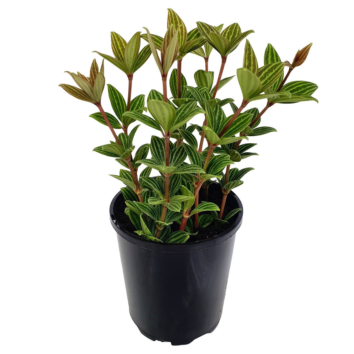 180mm Parallel Peperomia - Peperomia puteolata Diamond - Bunnings Australia