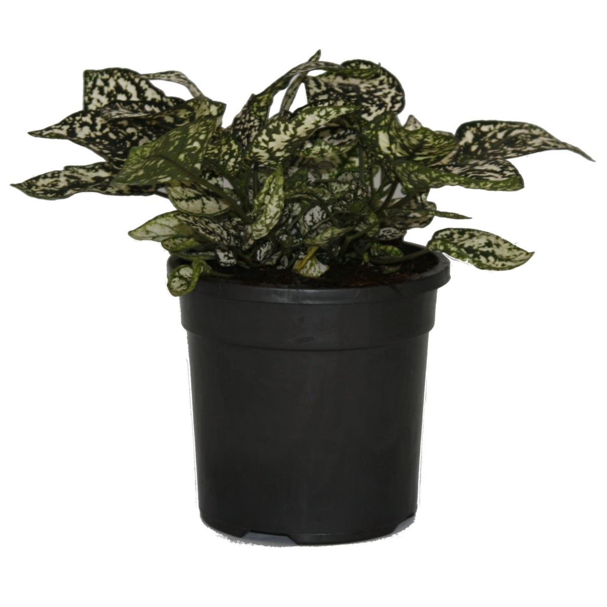 120mm White Freckle Face - Hypoestes phyllostachya White Splash Select ...