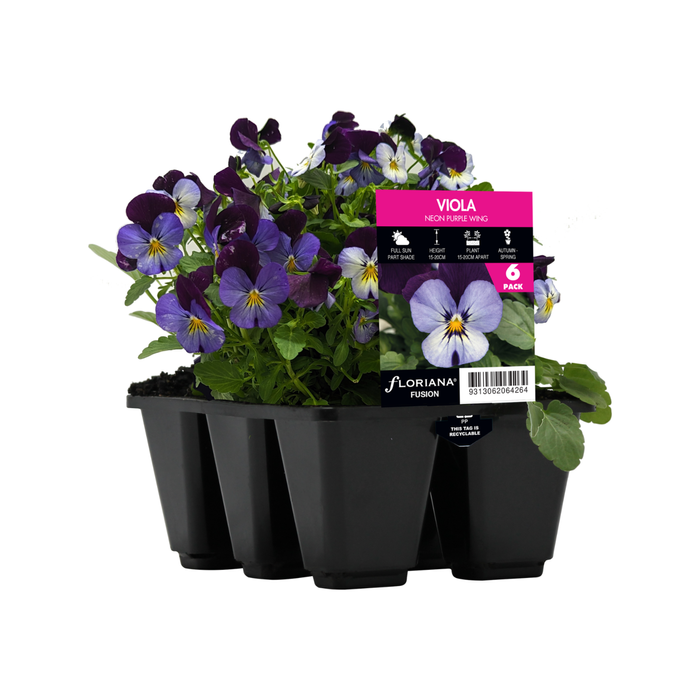 Viola Neon Purple Wing 6 Cell - Viola cornuta - Bunnings Australia