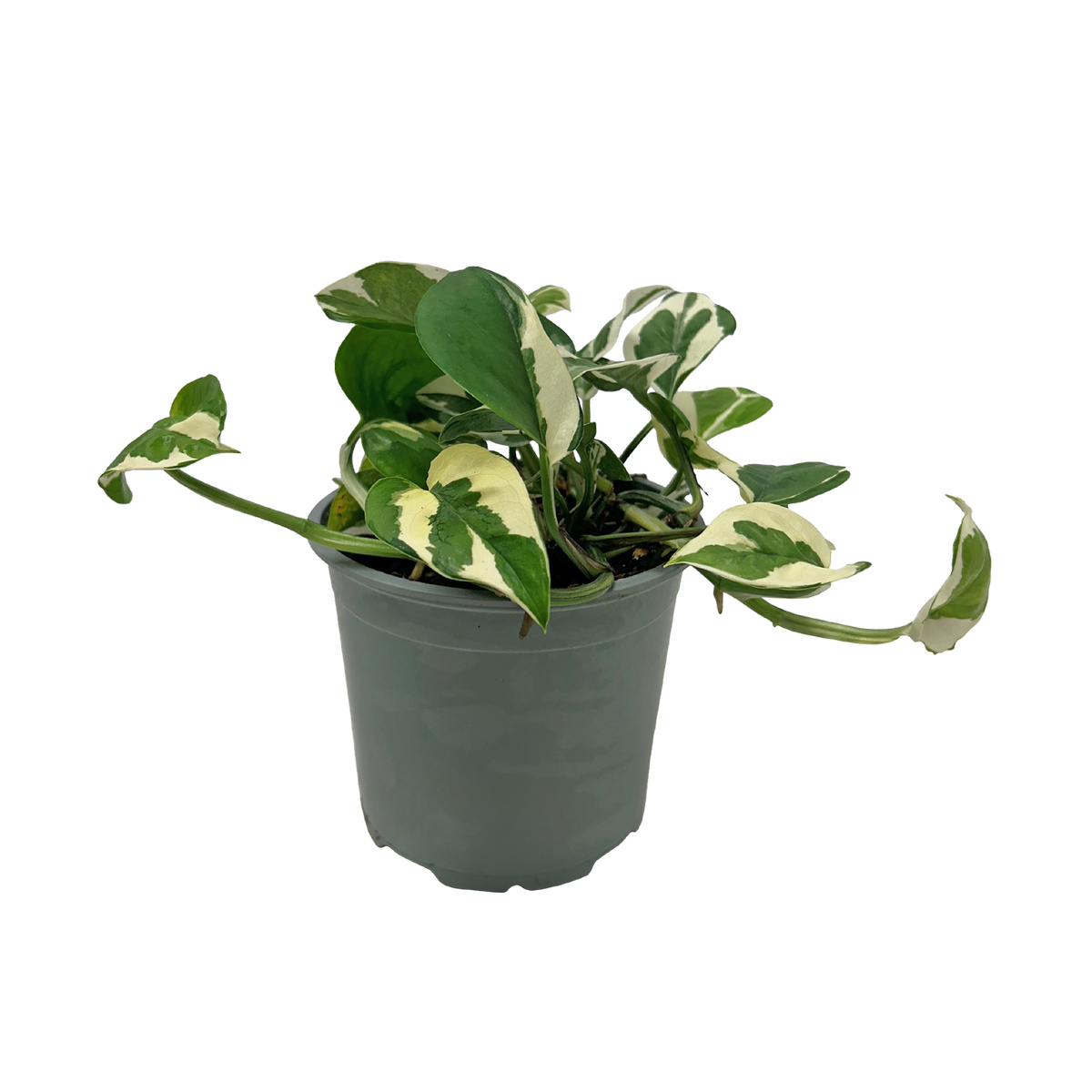 120mm N'Joy Pothos - Epipremnum aureum - Bunnings New Zealand