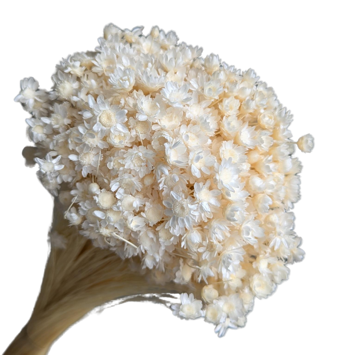 Blooms of Joy 50cm White Springstar Flowers - Bunnings Australia