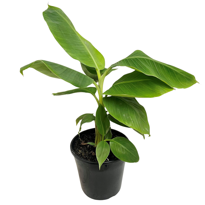 200mm Red Dacca Dwarf Banana - Musa acuminata - Bunnings Australia