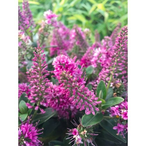 2L Hebe - Hebe 'Charlotte' - Bunnings New Zealand