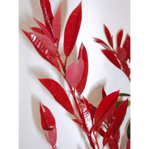 4L Red Robin - Photinia fraseri - Bunnings New Zealand