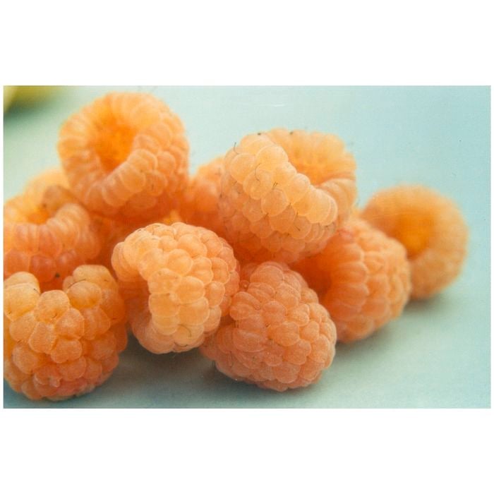 3L Raspberry Ivory - Rubus ideaus - Incredible Edibles Range - Bunnings ...