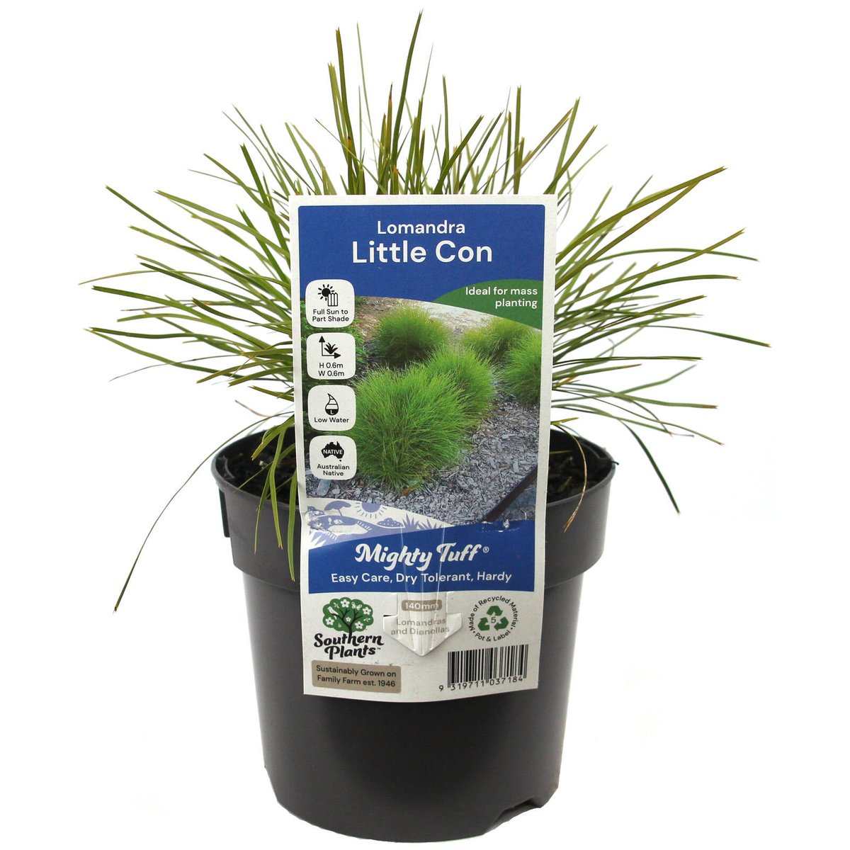 140mm Lomandra Little Con - Lomandra confertifolia - Bunnings Australia