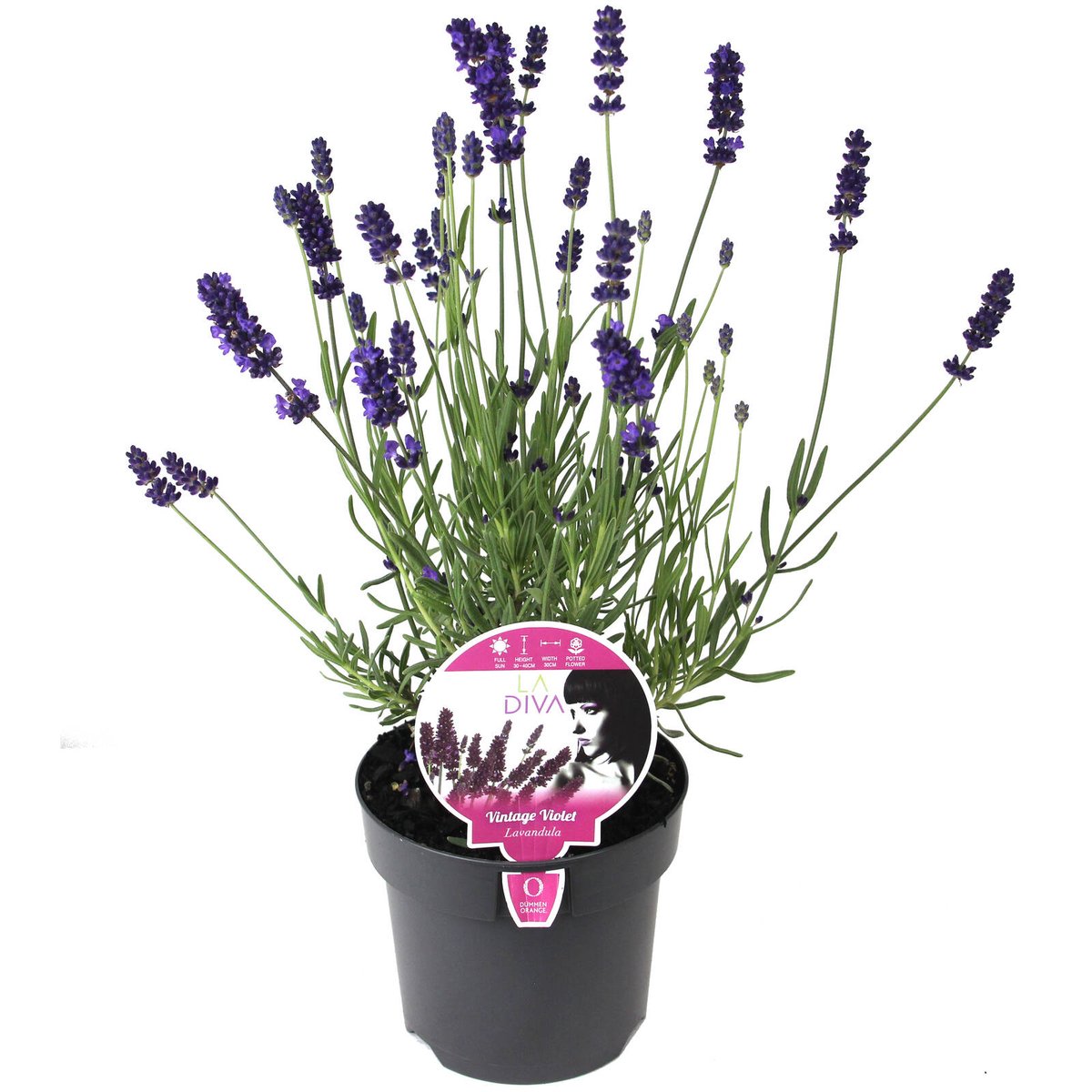 140mm Lavender La Diva Series - Lavandula angustifolia x stoechas 'La ...