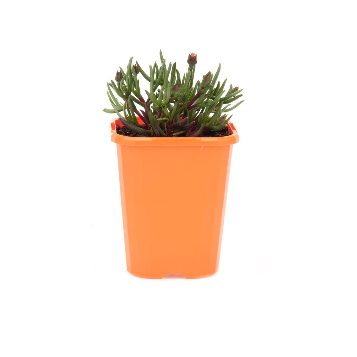 85mm Iceplant - Lampranthus filicaulis - Bunnings Australia