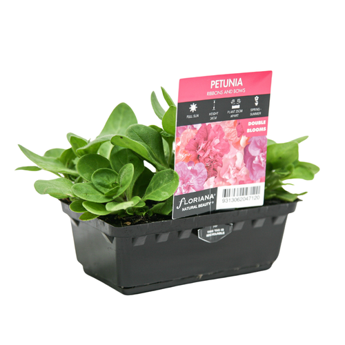 Punnet Petunia Ribbons And Bows - Petunia hybrida - Bunnings Australia