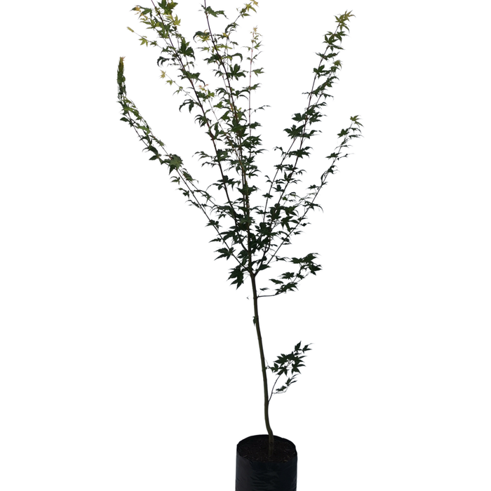 8L Standard Japanese Maple - Acer palmatum - Bunnings New Zealand