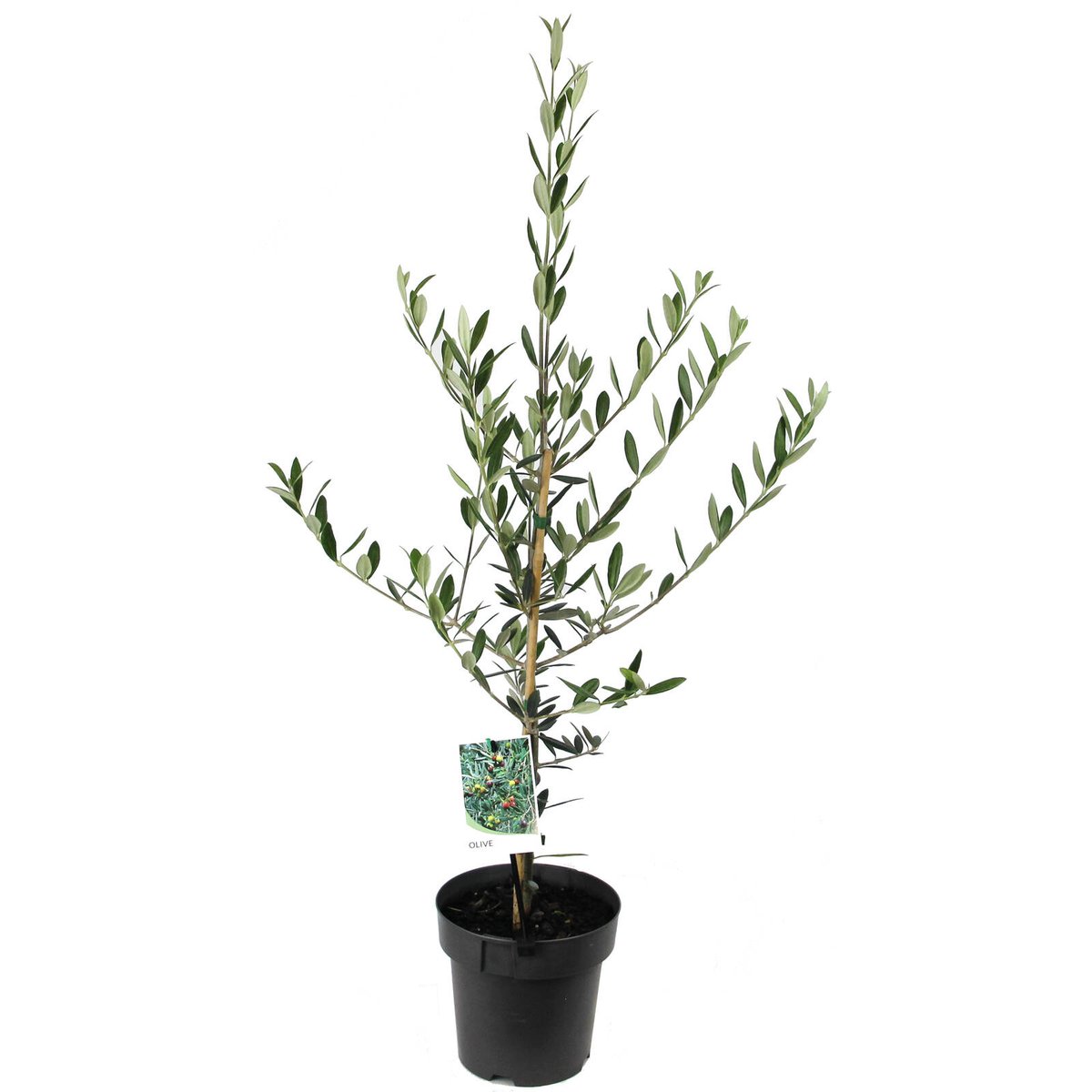 180mm Mission Olive - Olea europaea - Bunnings Australia