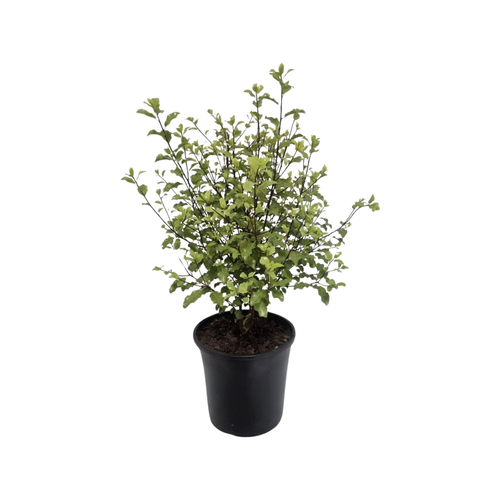 200mm Wonder Screen - Pittosporum tenuifolium - Bunnings Australia