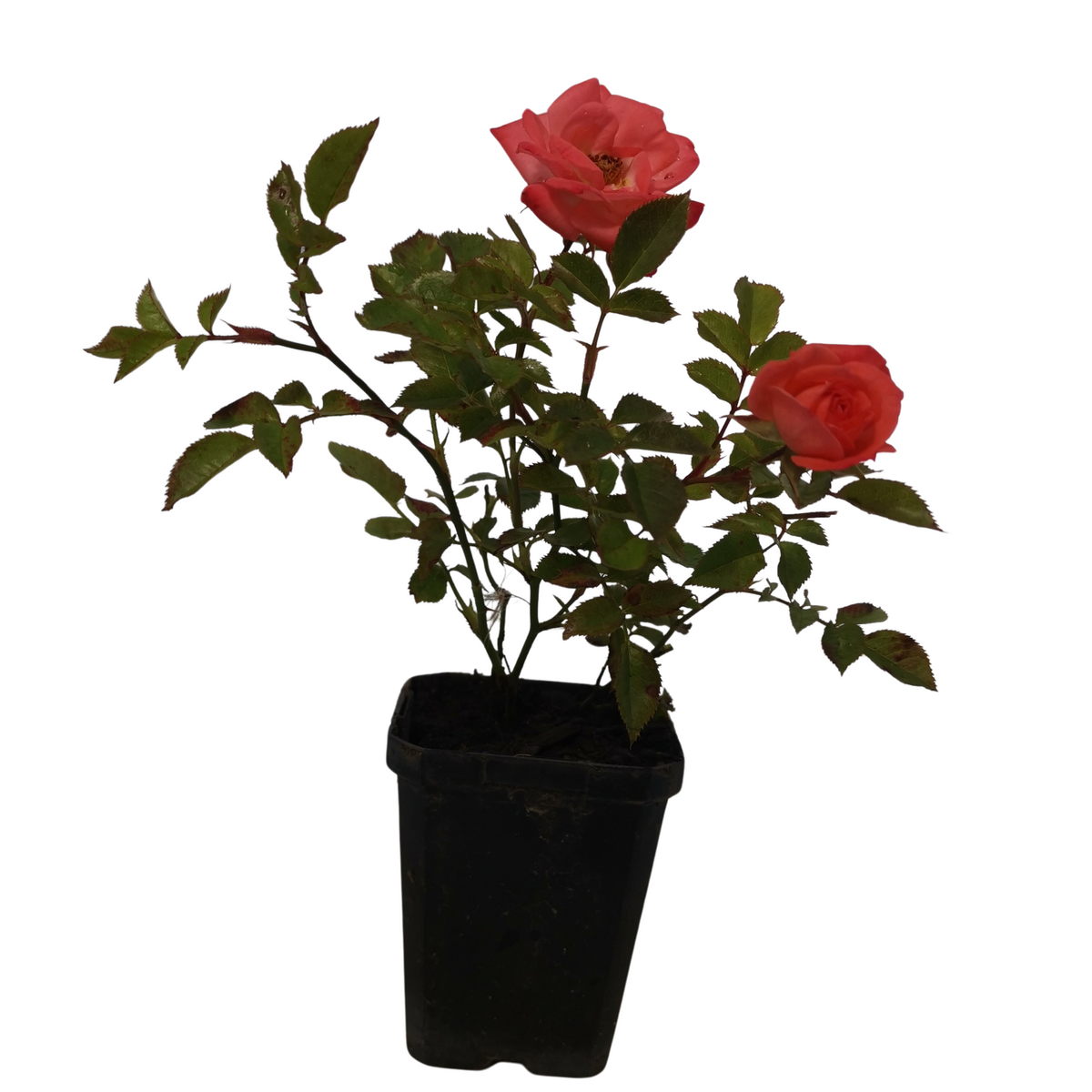 0.9L Rose Minature Mixed Assortment - Rosa species - Bunnings New Zealand