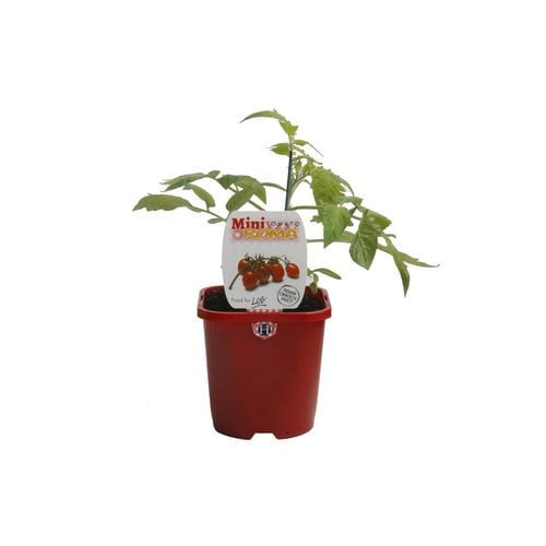 125mm Tomato Mini Roma - Lycopersicon esculentum - Bunnings Australia