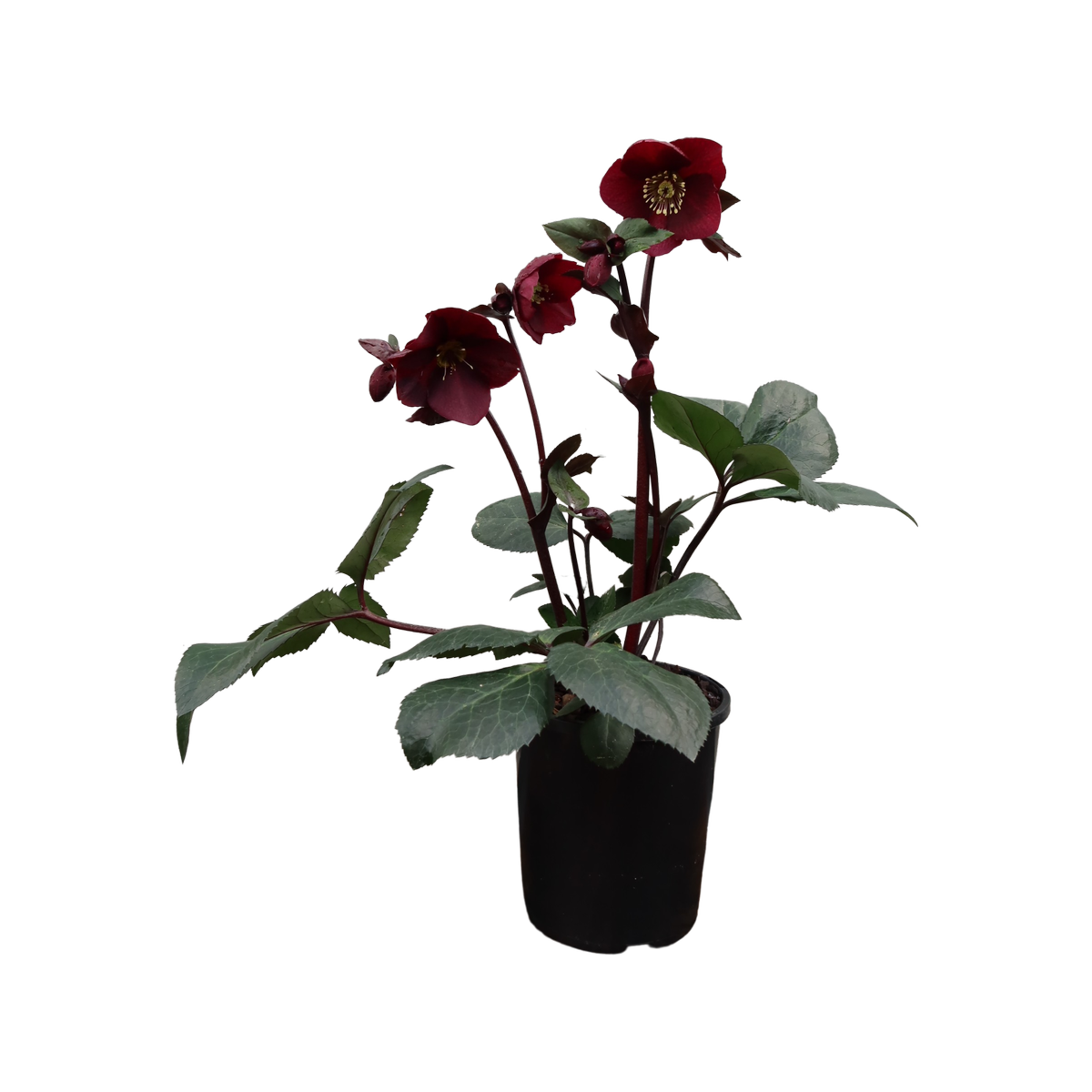 2.4L Helleborus Merlot - 'Ice 'n Roses Merlot' - Bunnings New Zealand