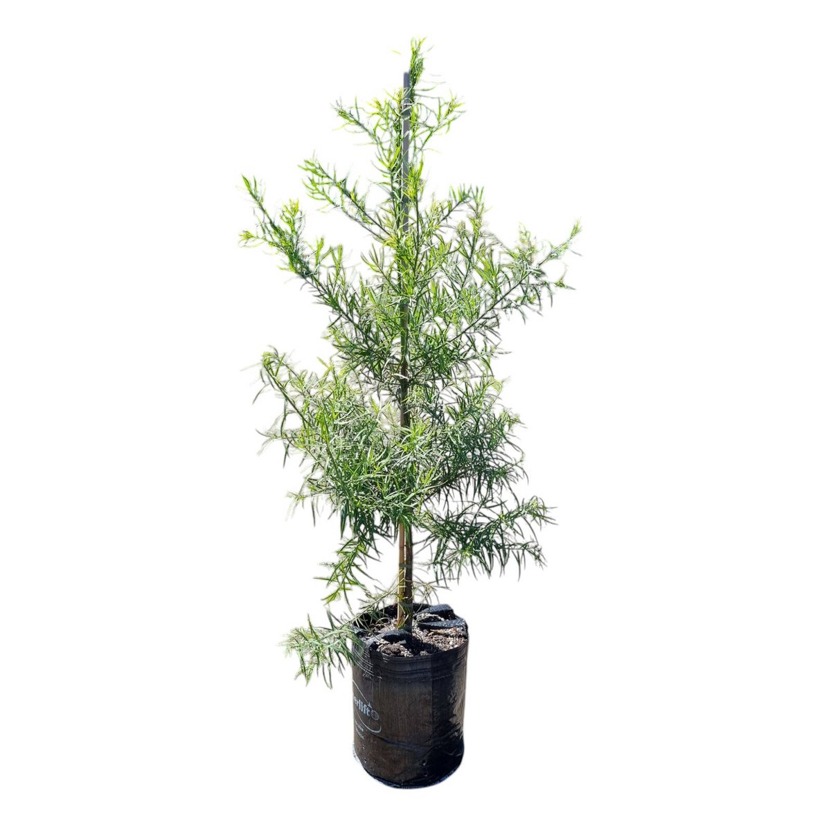 25L African Fern Pine - Podocarpus gracilior - Bunnings New Zealand
