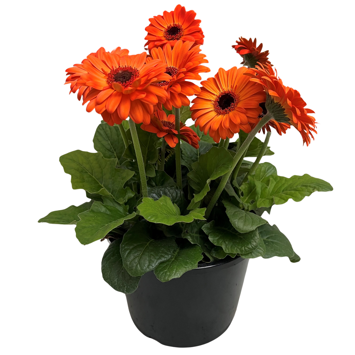 200mm Gerbera Joybera Triple Planted - Gerbera hybrid - Bunnings Australia