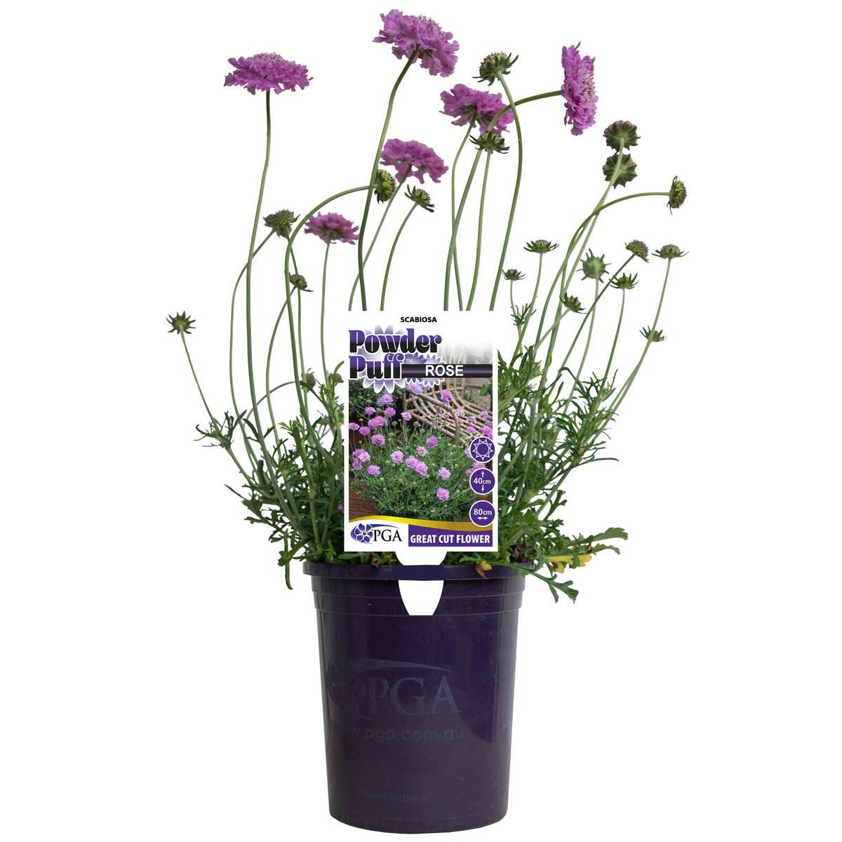 140mm Powder Puff Rose - Scabiosa - Bunnings Australia