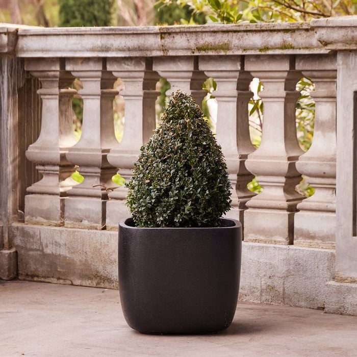 Northcote Pottery 31cm Black Precinct Lite Terrazzo Look Square Pot ...