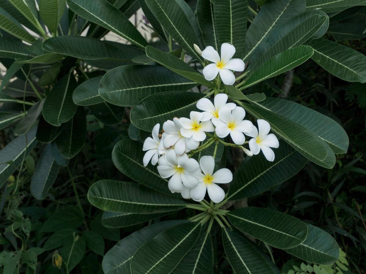 How To Grow And Care For Frangipani - Bunnings Australia