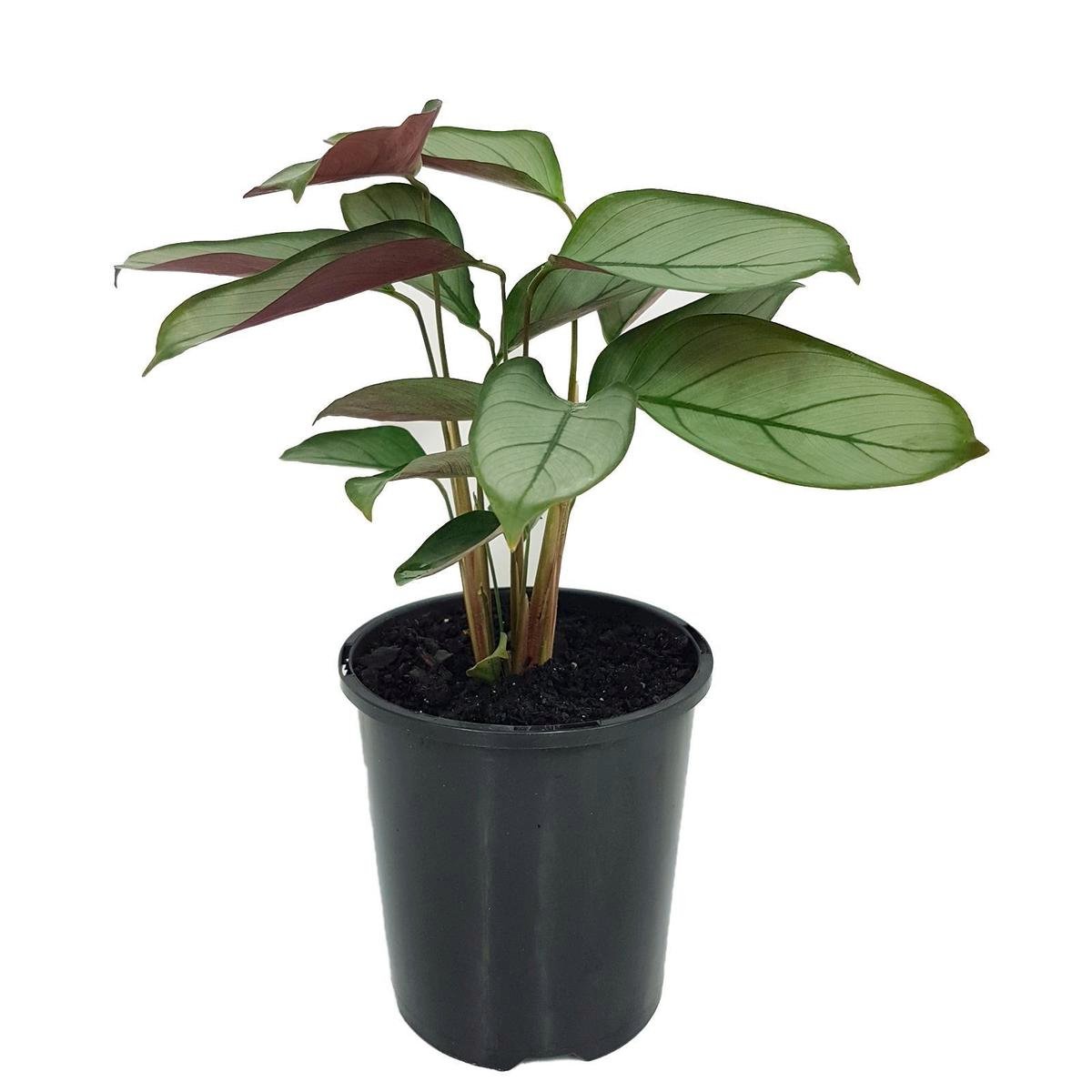 180mm Ctenanthe Greystar - Ctenanthe setosa - Bunnings Australia