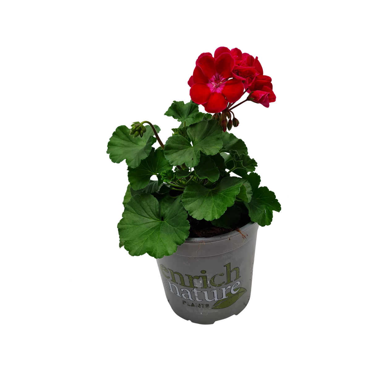 170mm TexMex Pelargonium Geranium - Pelargonium - Bunnings New Zealand