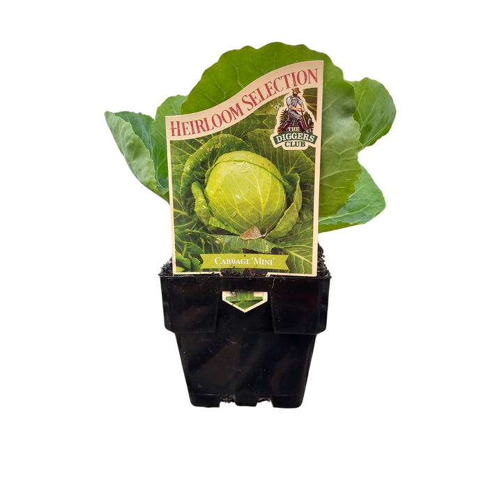 100mm Cabbage Mini - Brassica oleracea - Bunnings Australia