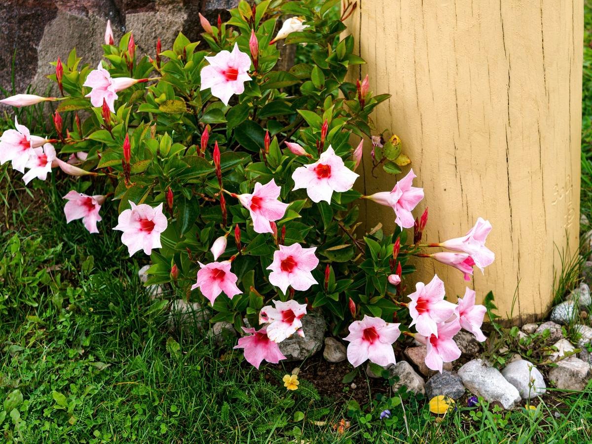 How To Grow And Care For Mandevilla - Bunnings Australia